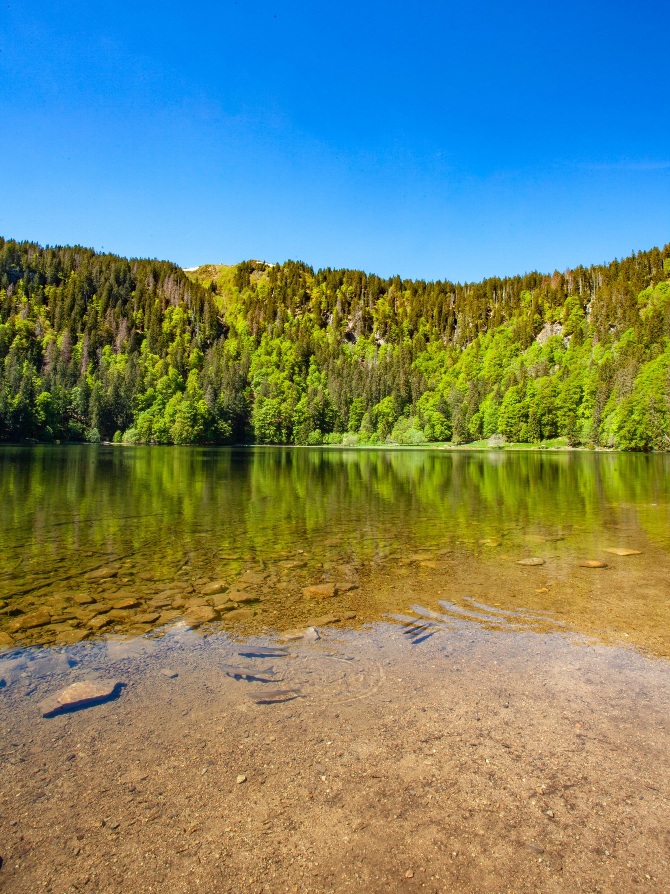 Nos 5 visites et activités coup de coeur dans la Forêt Noire