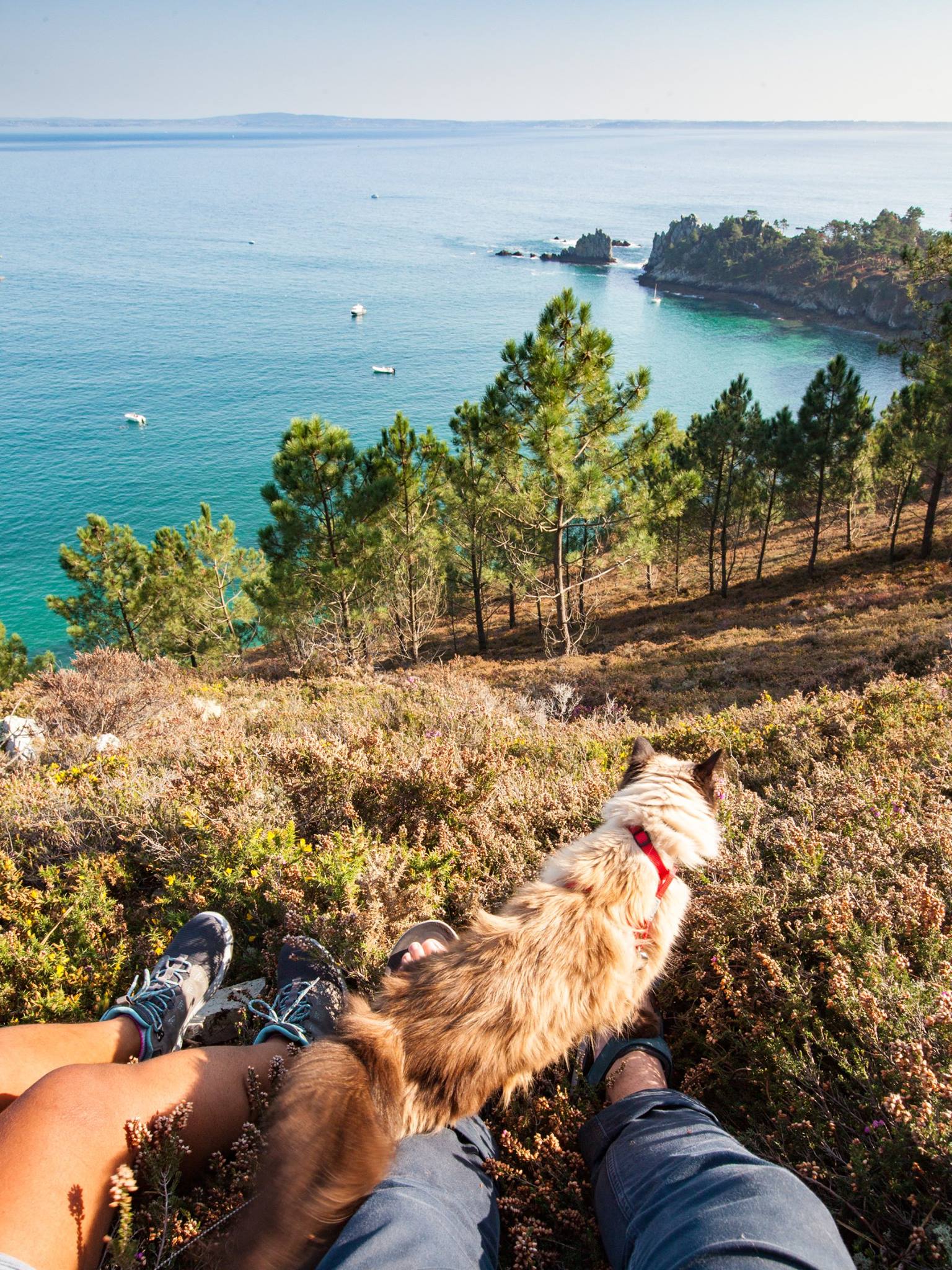 Comment voyager avec un chat ? Nos meilleurs conseils et astuces