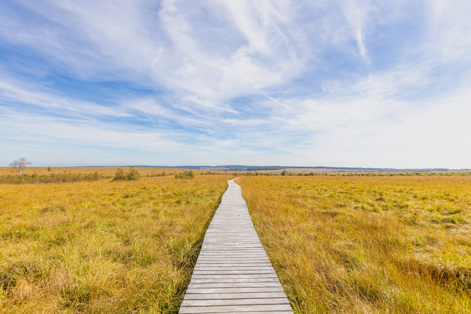 Visiter les Hautes Fagnes : des allures de savane en Wallonie